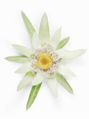Edelweiss Extract for Hair: Revive Thinning and Grey Hair Naturally